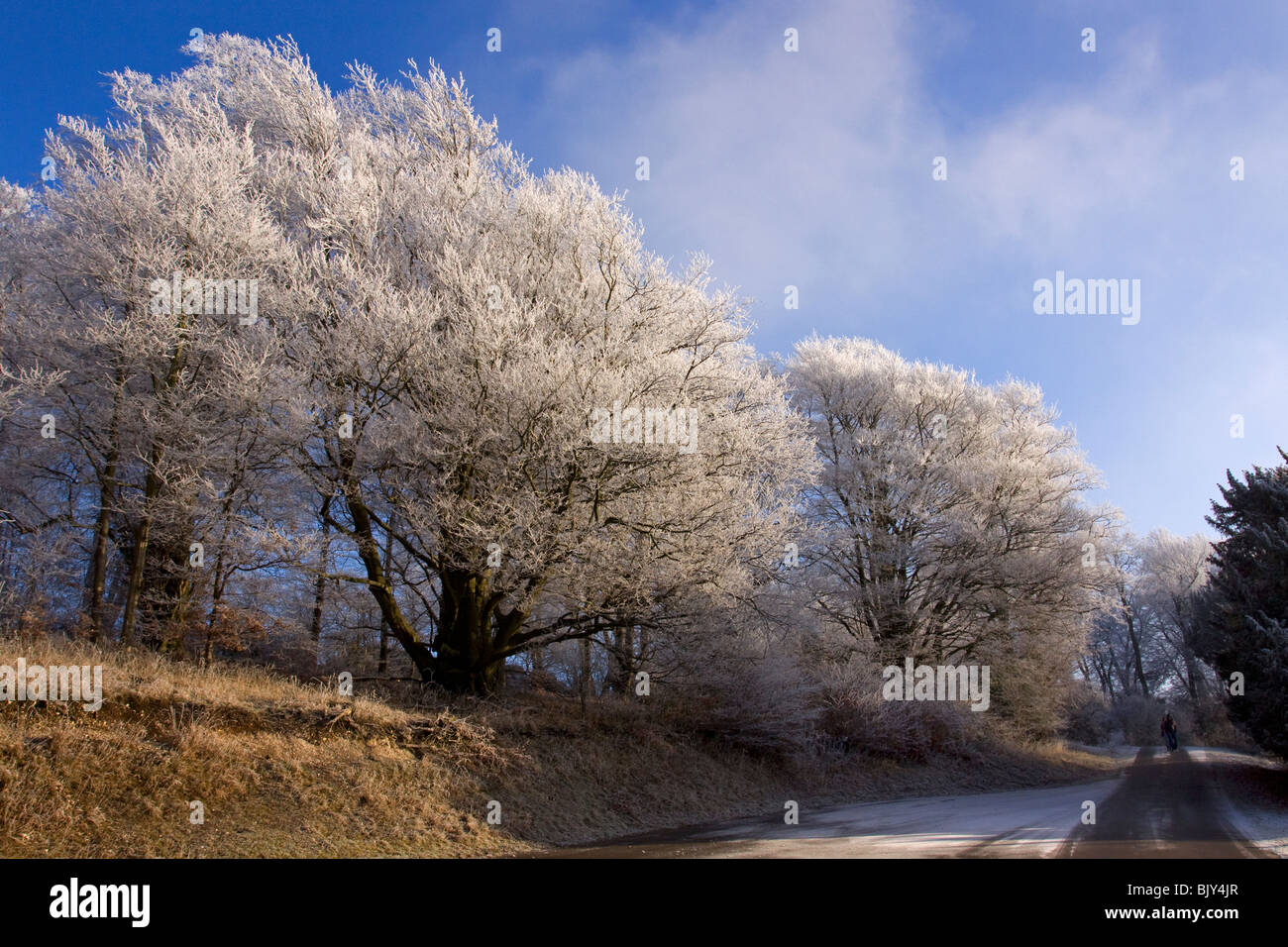 Chilterns frost winter cold frosty walk path woods Buckinghamshire ...