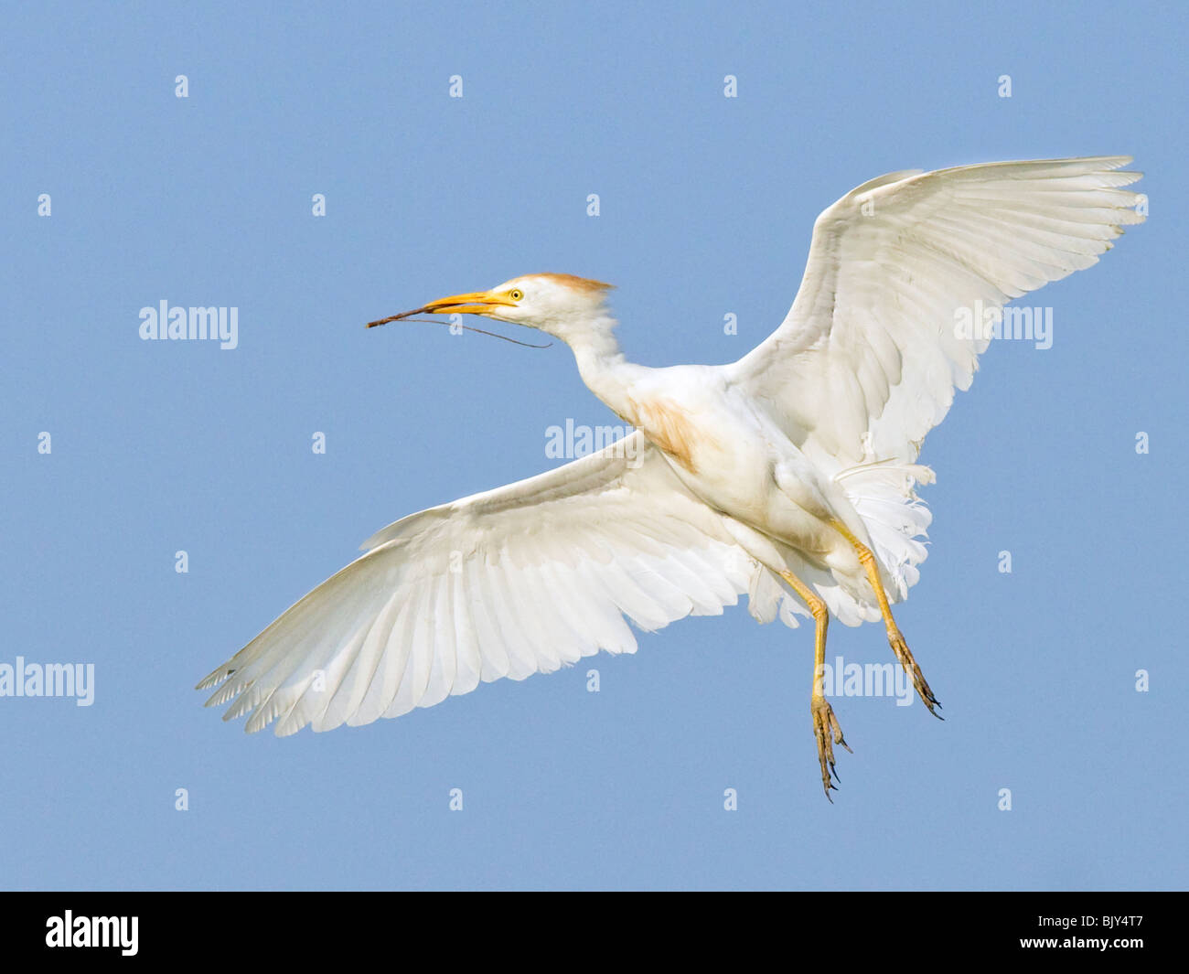 Egret building nest Stock Photo - Alamy