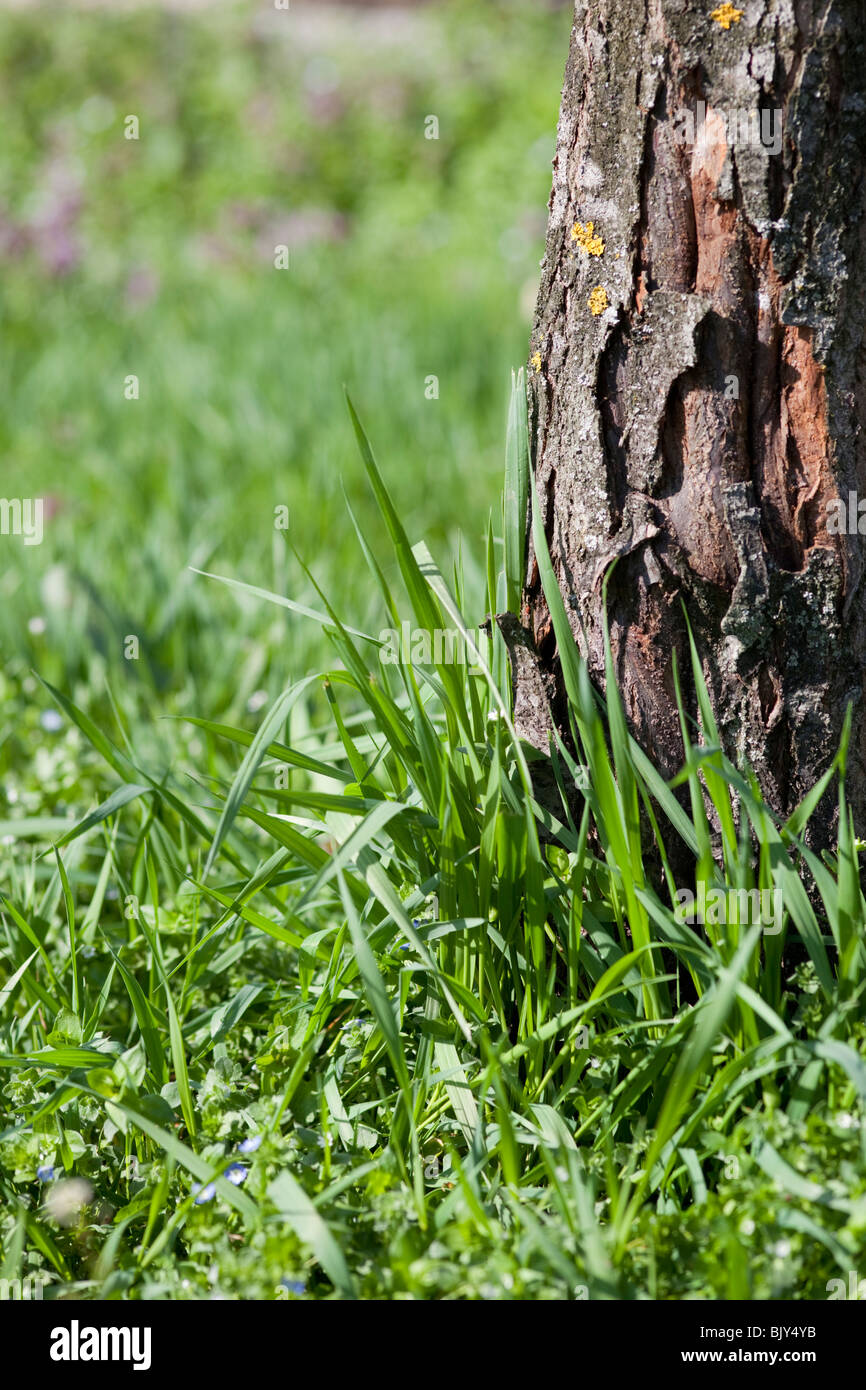 Grass and tree trunk detail Stock Photo - Alamy