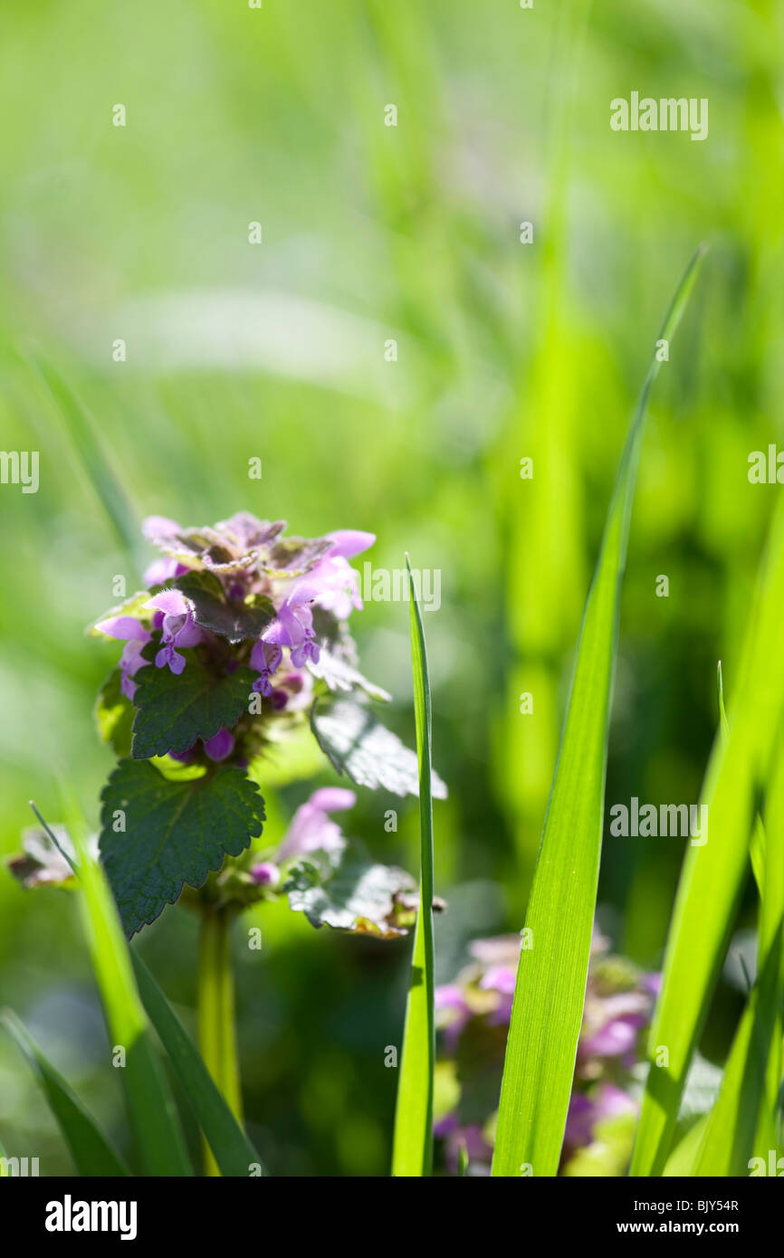 Early spring delicacy hi-res stock photography and images - Alamy