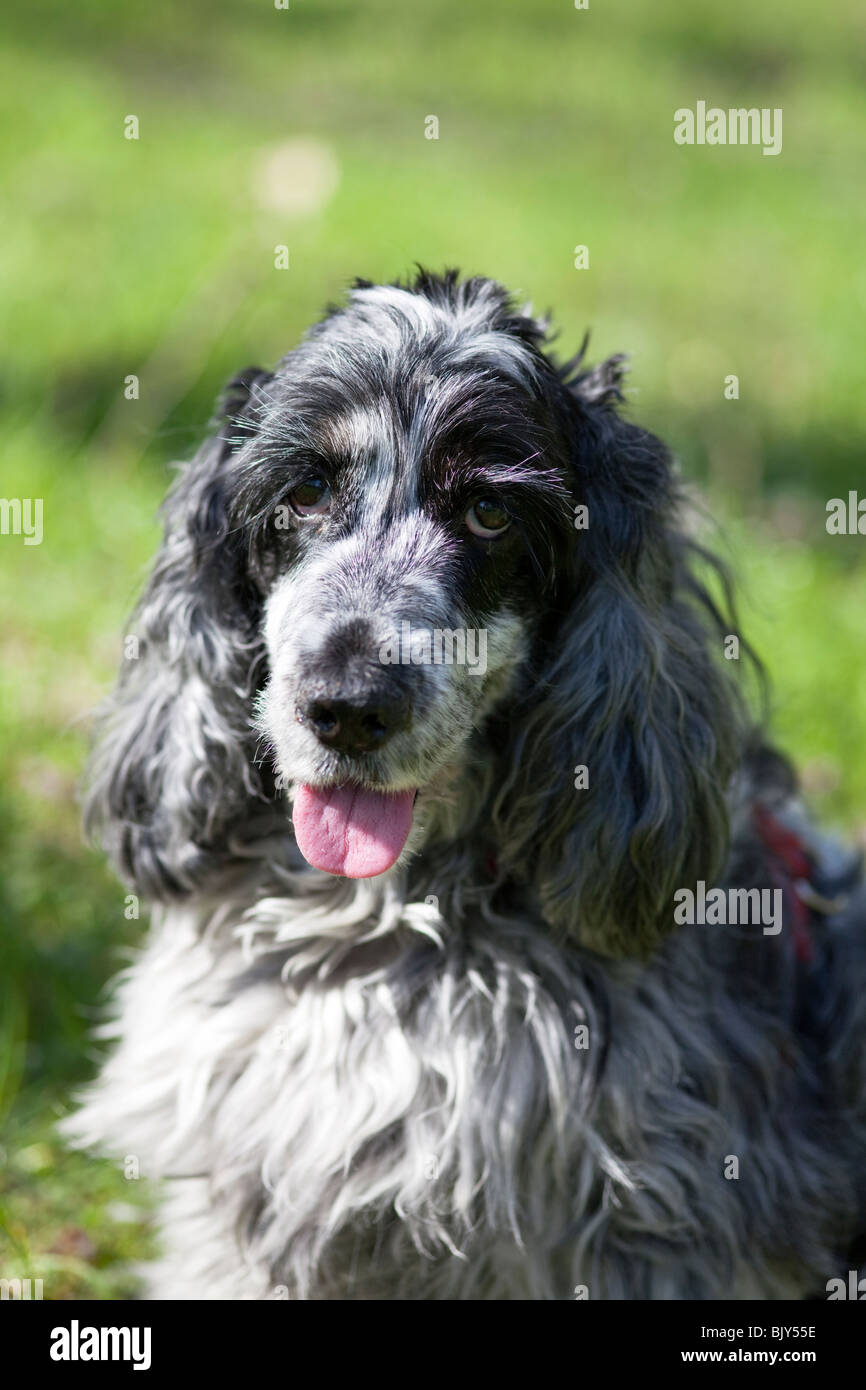 English Cocker Spaniel blue roan with tongue outside in the green Stock ...