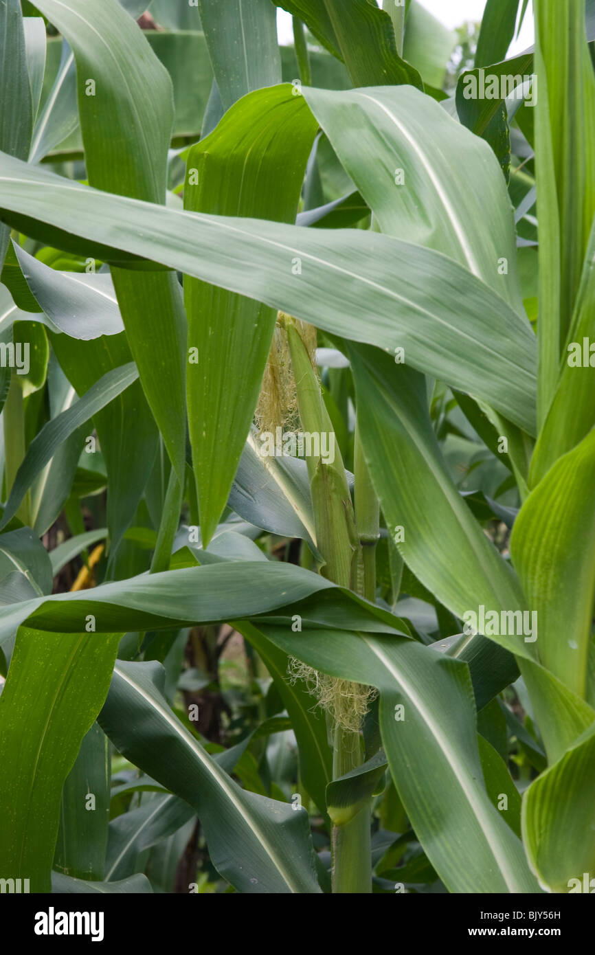 Baby corn maize Stock Photo - Alamy