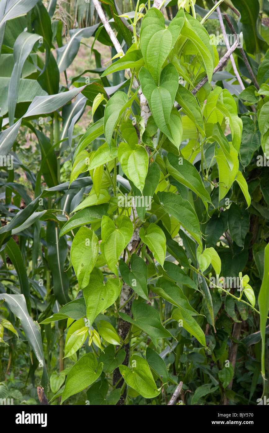 Yam (Dioscorea sp Stock Photo - Alamy