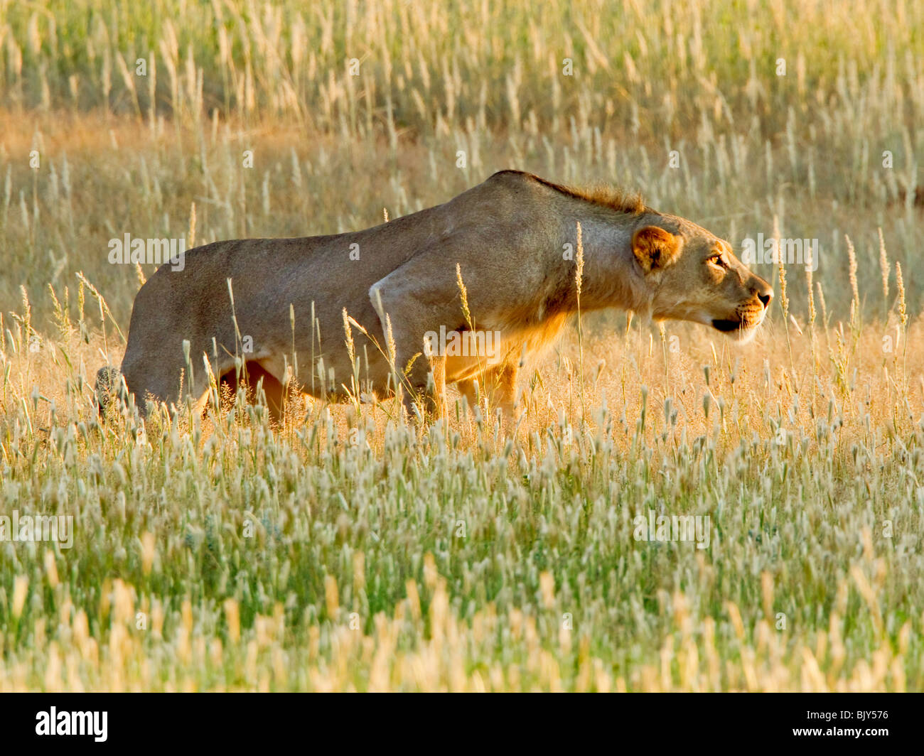 Lion stalk hi-res stock photography and images - Alamy