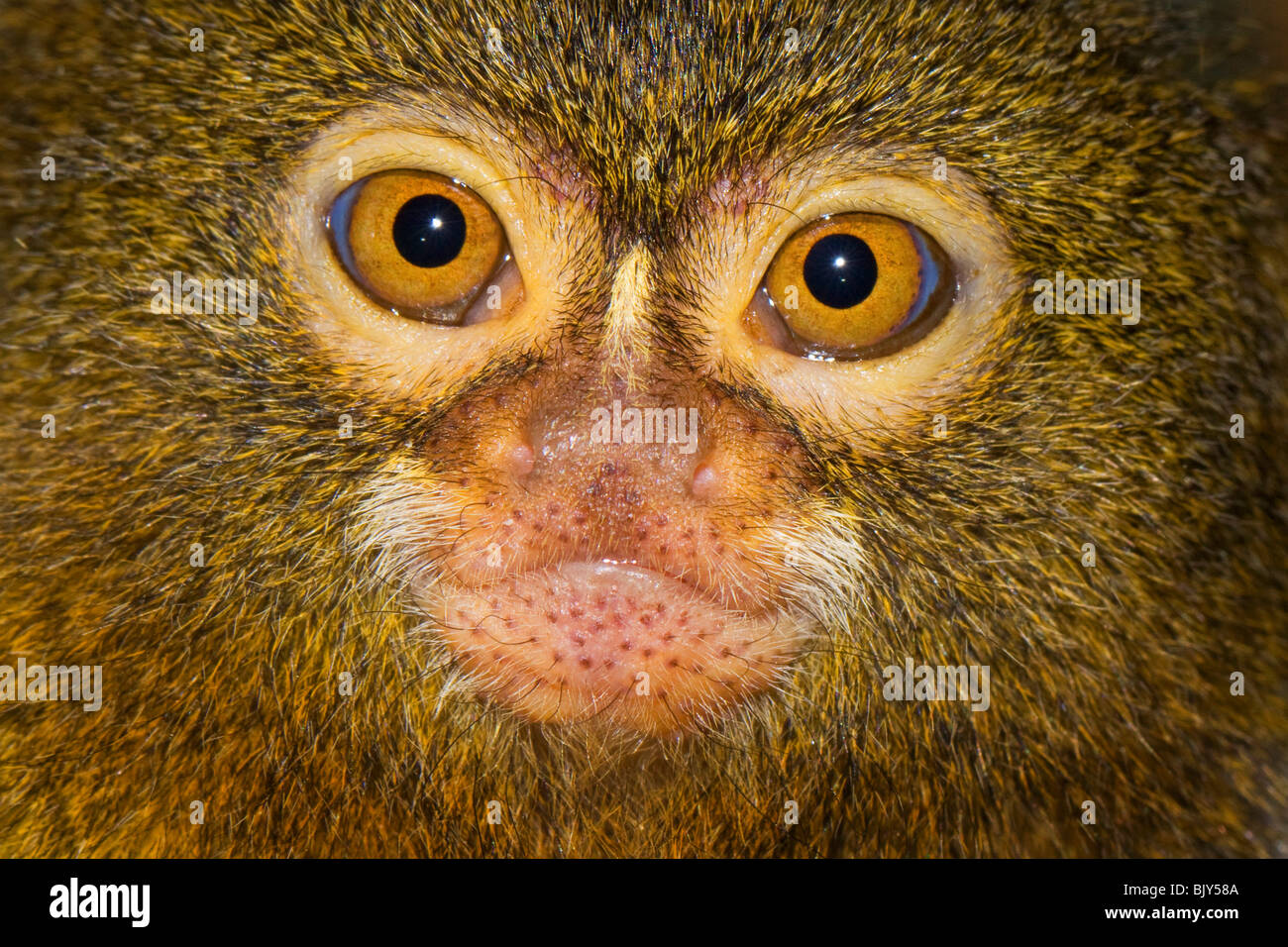 Pygmy Marmoset Monkeys Pets