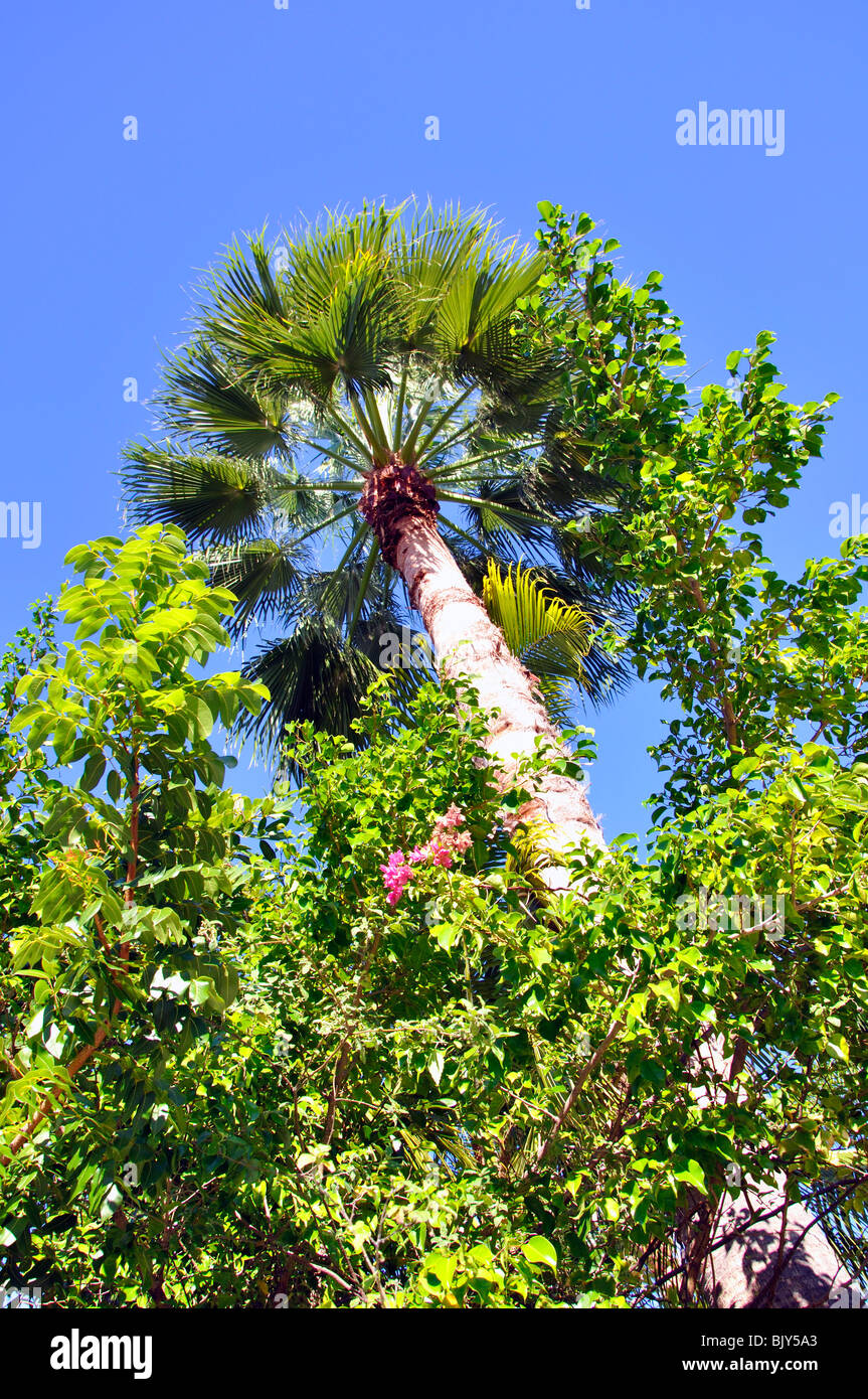 Palm, Key West, Florida, USA Stock Photo - Alamy