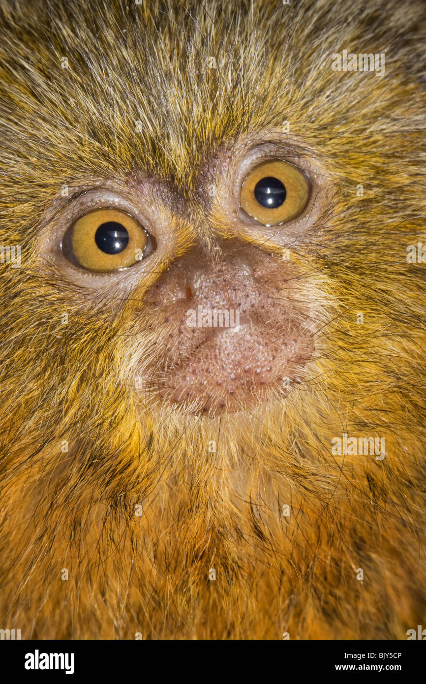 Pygmy Marmoset Cebuella pygmaea dwarf monkey Stock Photo - Alamy