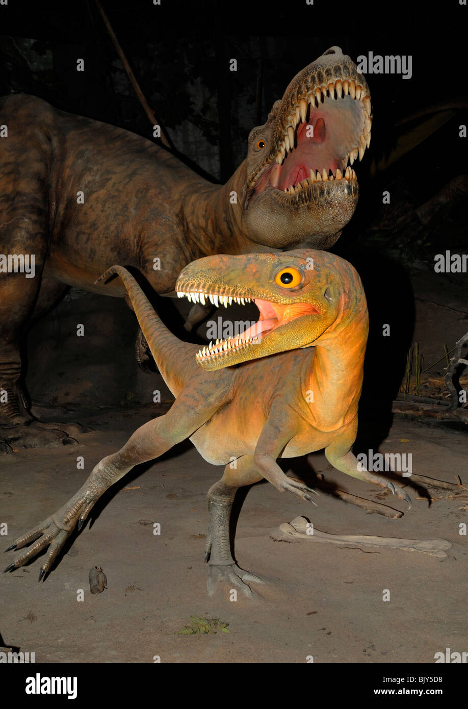 A young Tyrannosaurus Rex with, behind it an adult. Models at The Royal ...