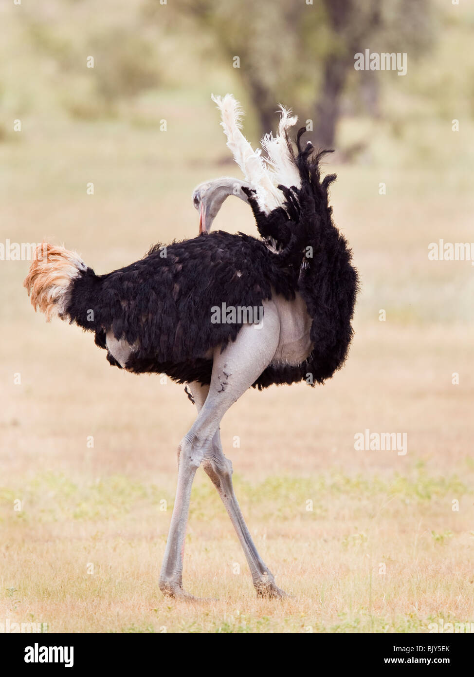 Male Ostrich in breeding plumage Stock Photo - Alamy
