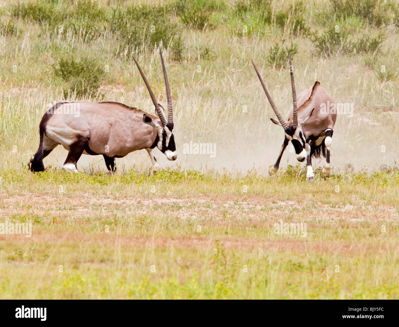 Gemsbok male fighting Stock Photo - Alamy