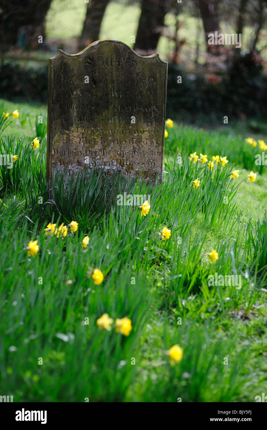 Daffodil in Spring with Gravestone Stock Photo - Alamy