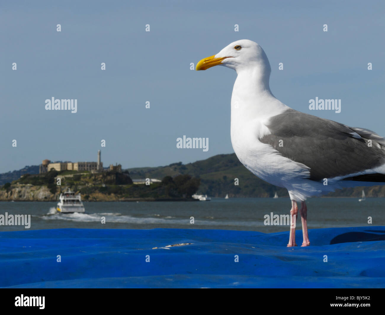 San francisco state bird hi-res stock photography and images - Alamy