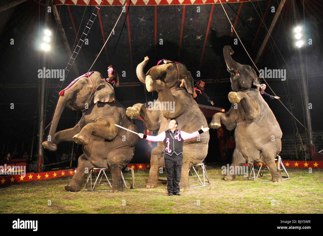Elephant circus hi-res stock photography and images - Alamy