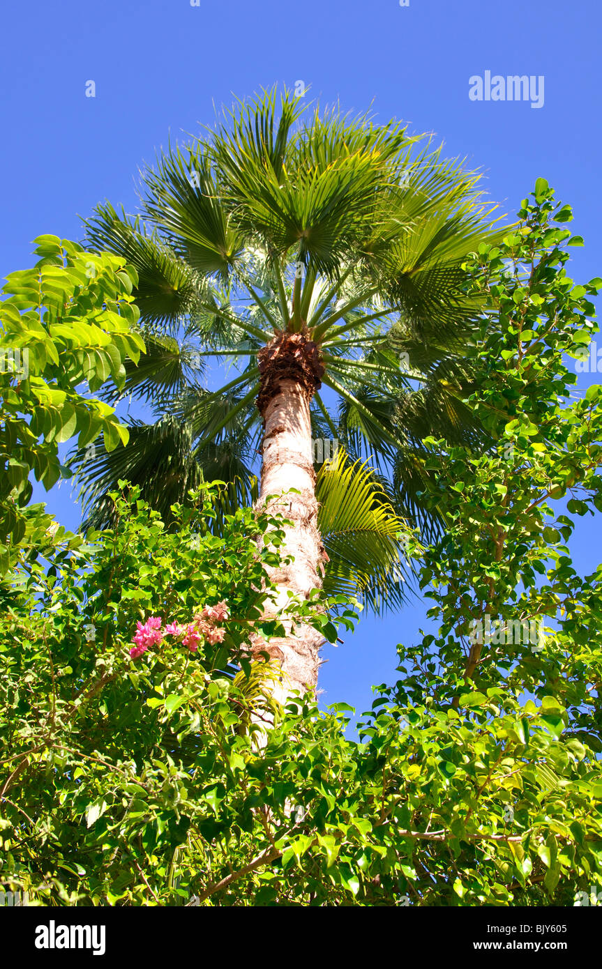 Palm, Key West, Florida, USA Stock Photo - Alamy