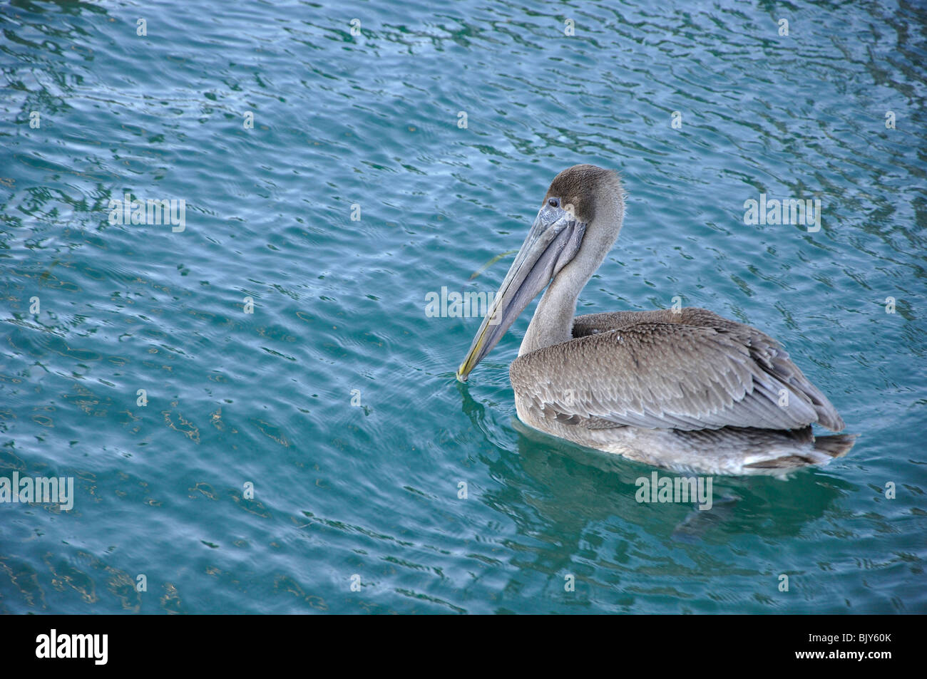 Pelican. Key West, Florida, USA Stock Photo - Alamy