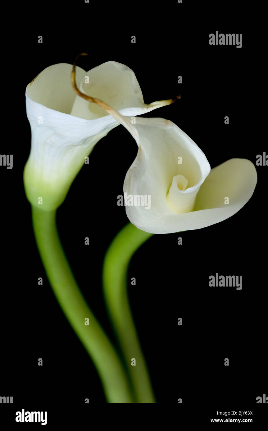 Calla arum lily hi-res stock photography and images - Alamy