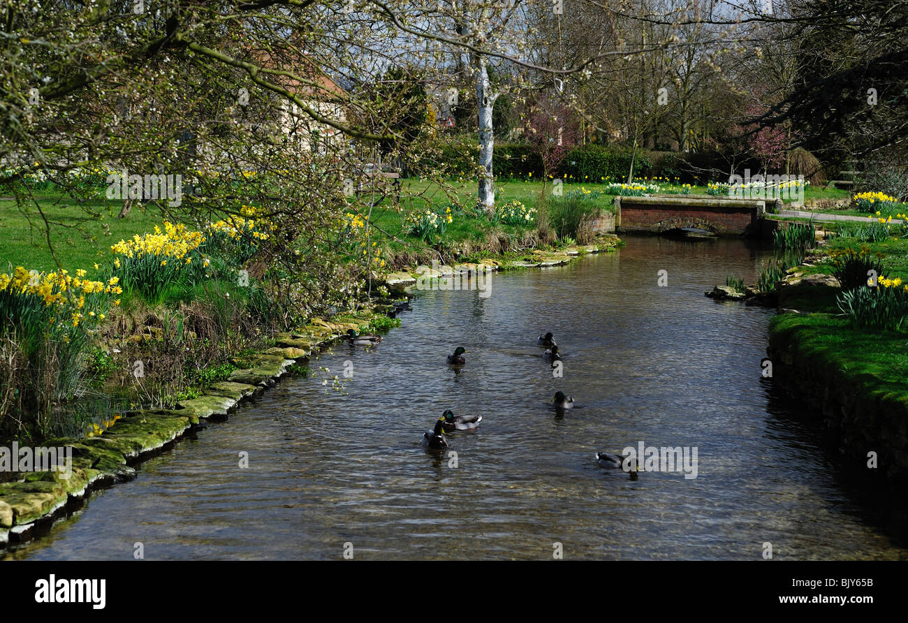 Daffodils daffodil duck spring hi-res stock photography and images - Alamy