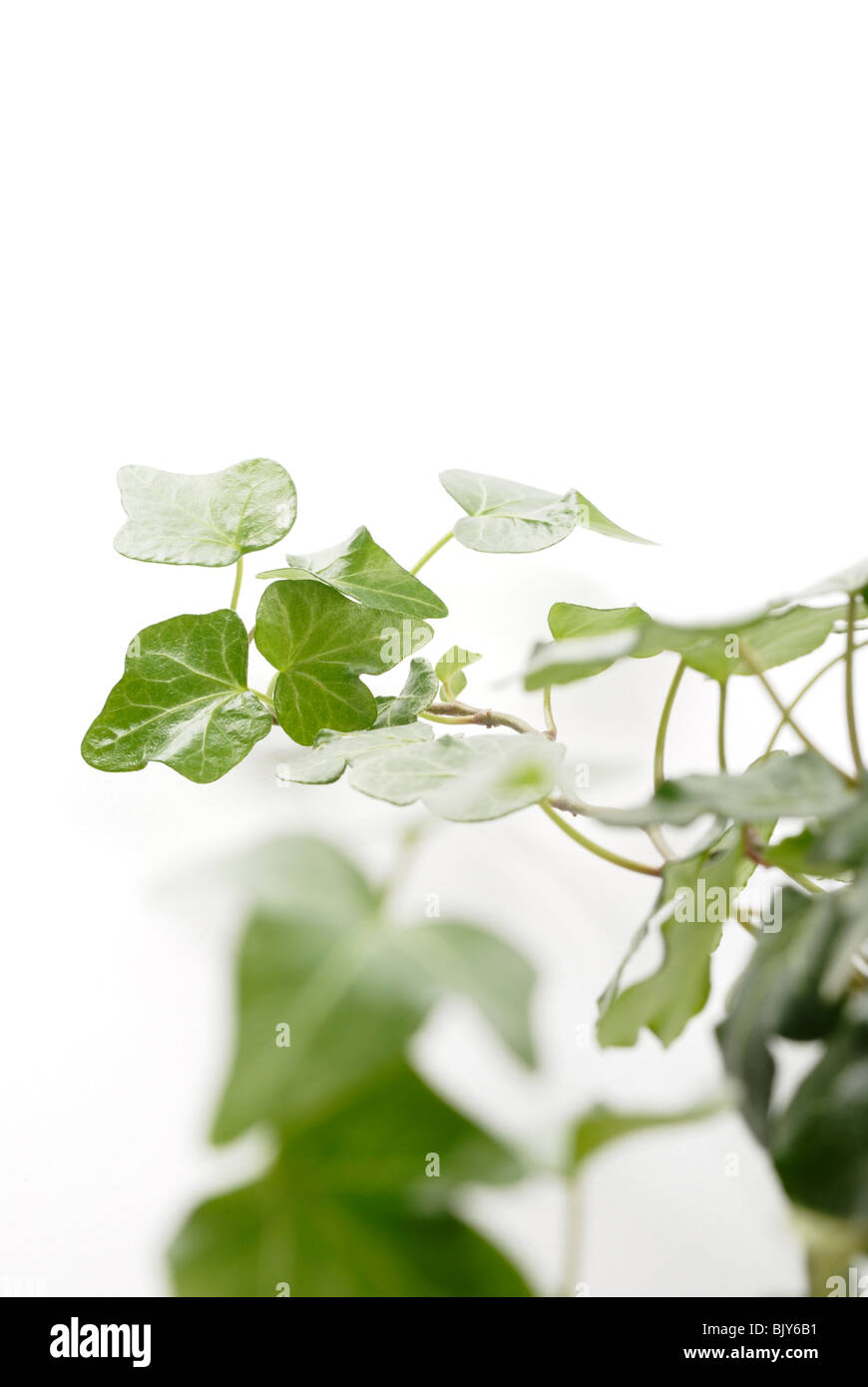 Up close shot hedera helix hi-res stock photography and images - Alamy