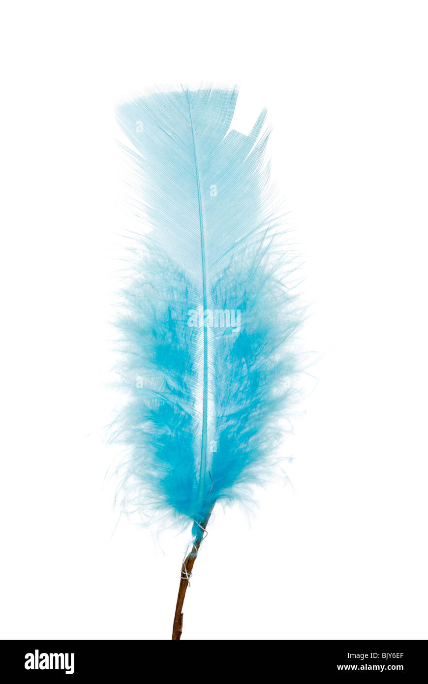 Blue Feather High Resolution Stock Photography and Images - Alamy