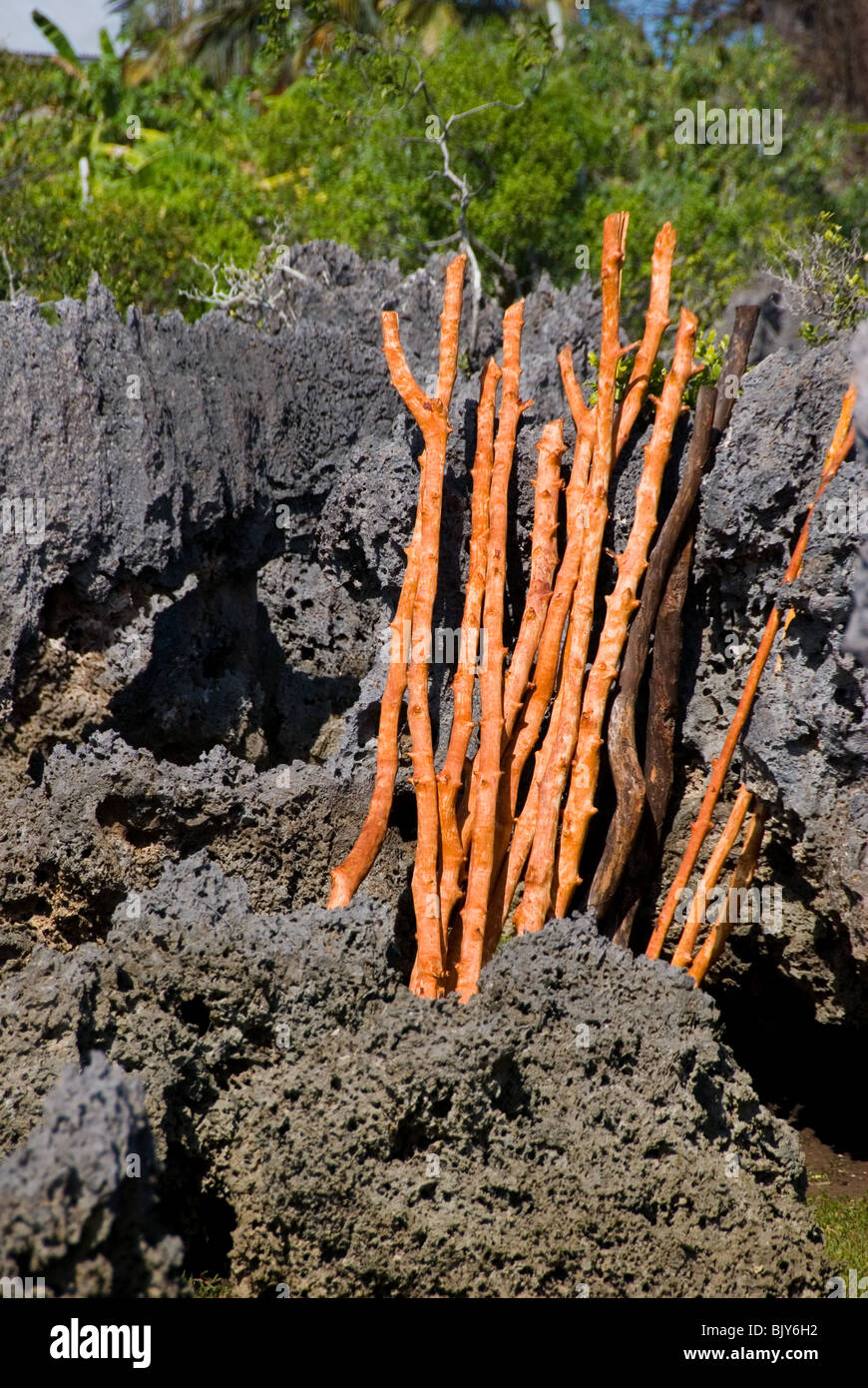 Wasini hi-res stock photography and images - Alamy