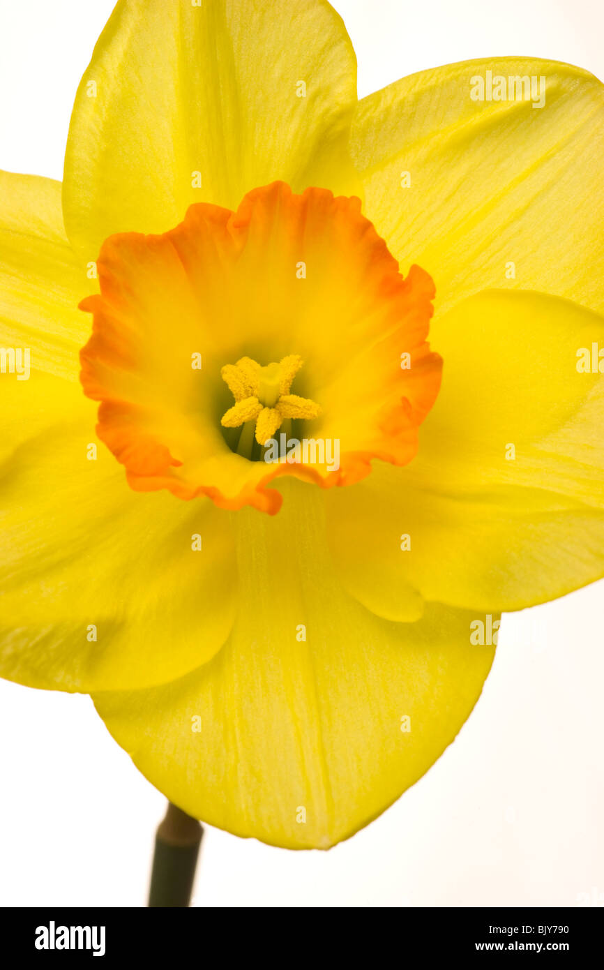 Daffodil flower hi-res stock photography and images - Alamy