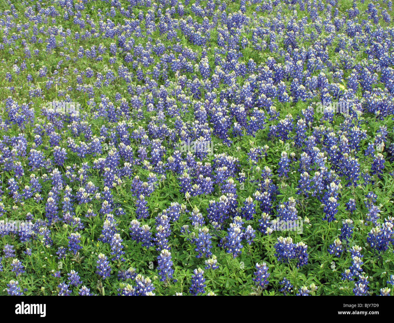 Texas spring meadow hill blue hi-res stock photography and images - Alamy