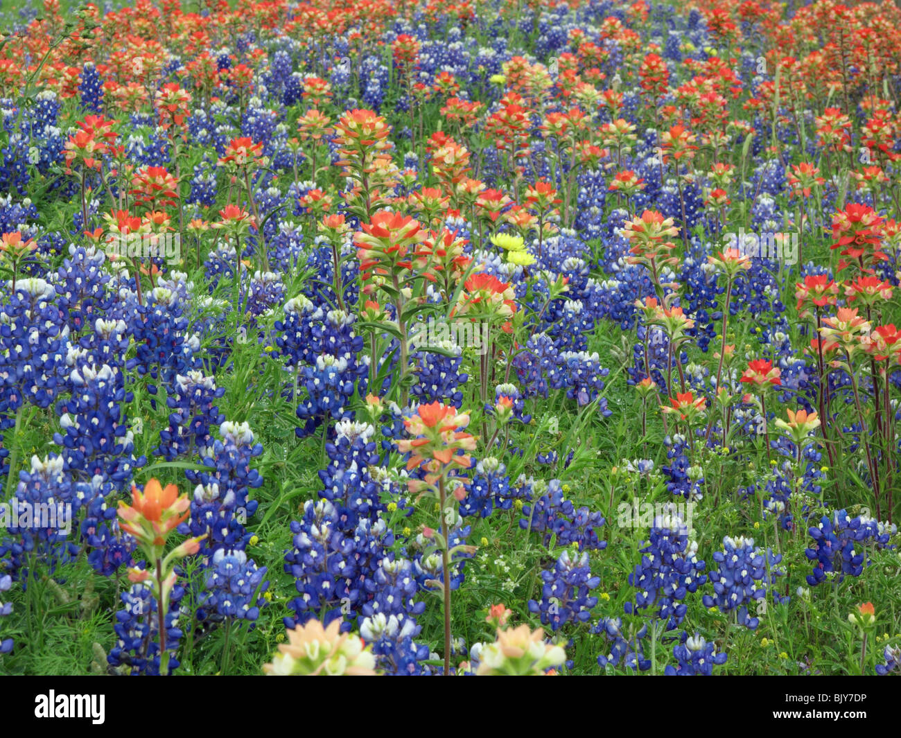 Brenham texas hi-res stock photography and images - Alamy