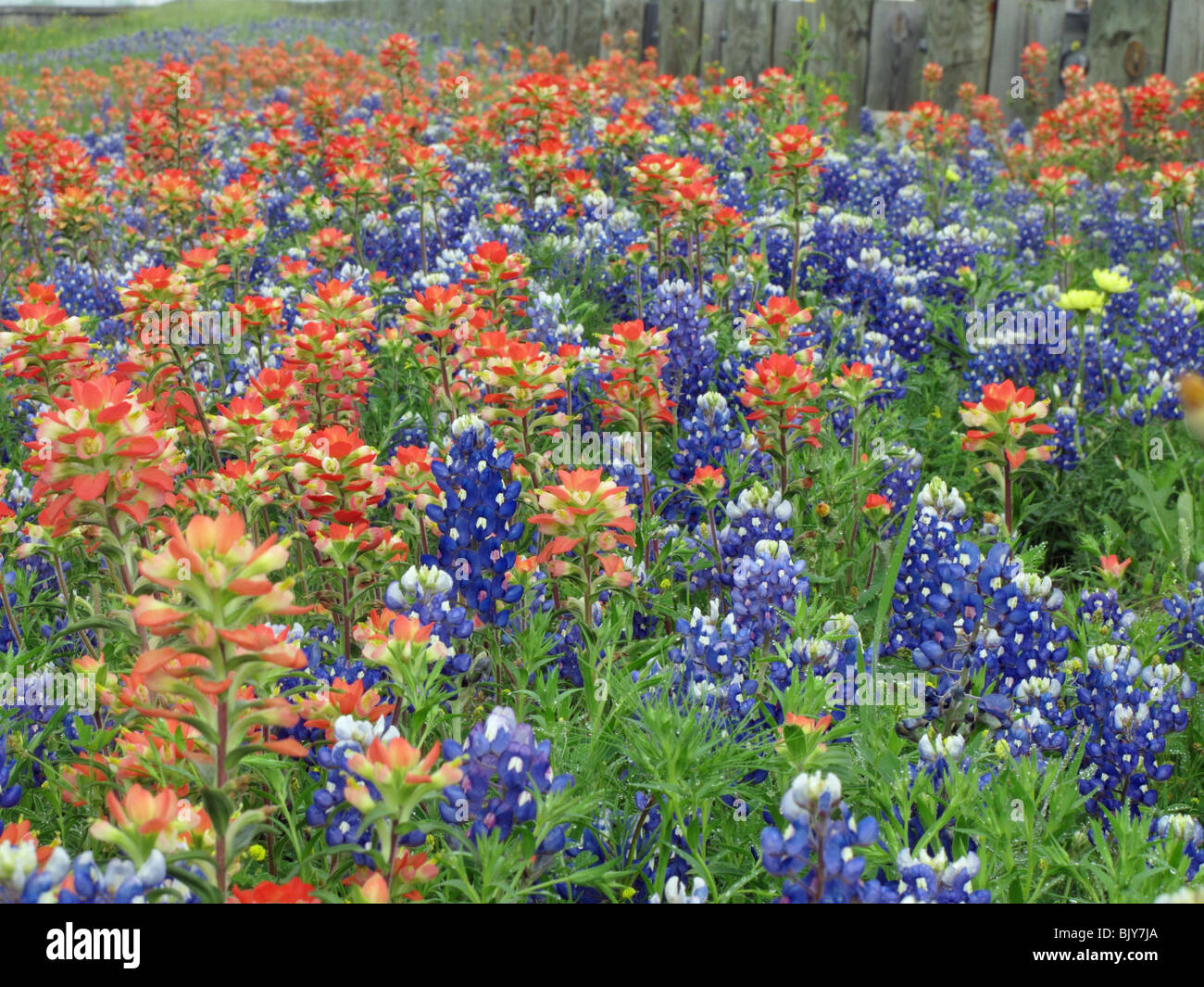 Brenham bluebonnets hi-res stock photography and images - Alamy