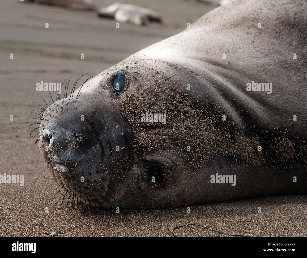 Northern Elephant Seal, mirounga angustirostris Stock Photo - Alamy