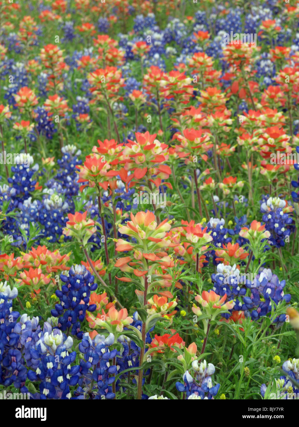 Indian paintbrush hi-res stock photography and images - Alamy