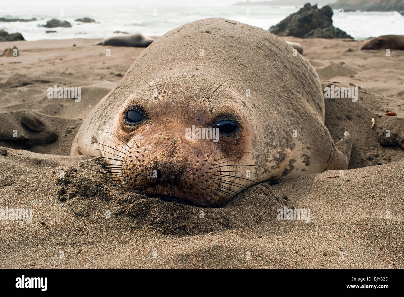 Molting Northern Elephant Seal, mirounga angustirostris Stock Photo - Alamy