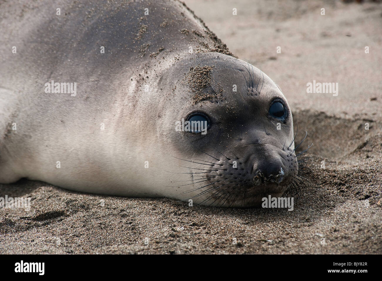 Northern Elephant Seal, mirounga angustirostris Stock Photo - Alamy