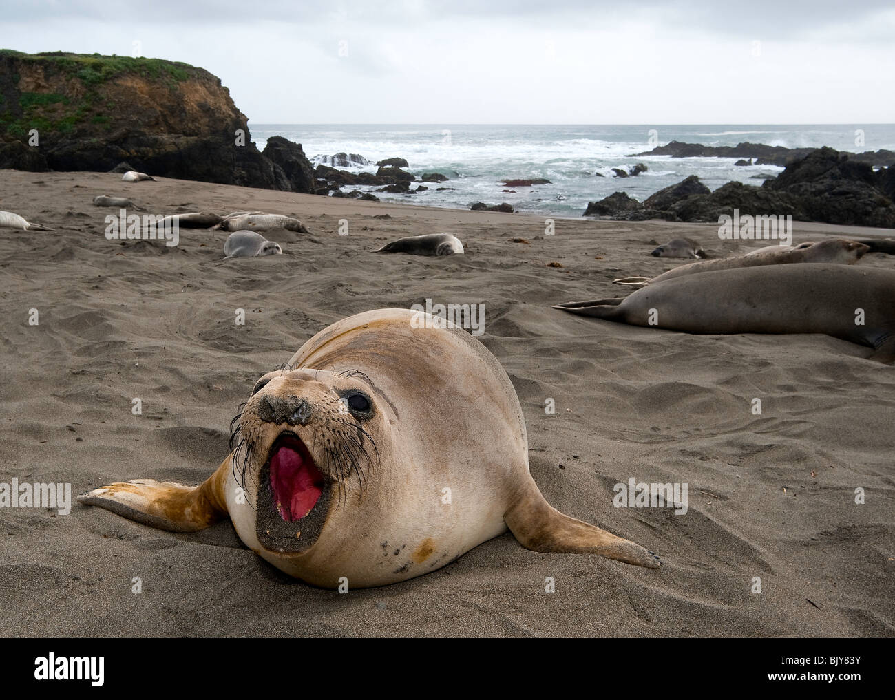 Female Northern Elephant Seal, mirounga angustirostris Stock Photo - Alamy
