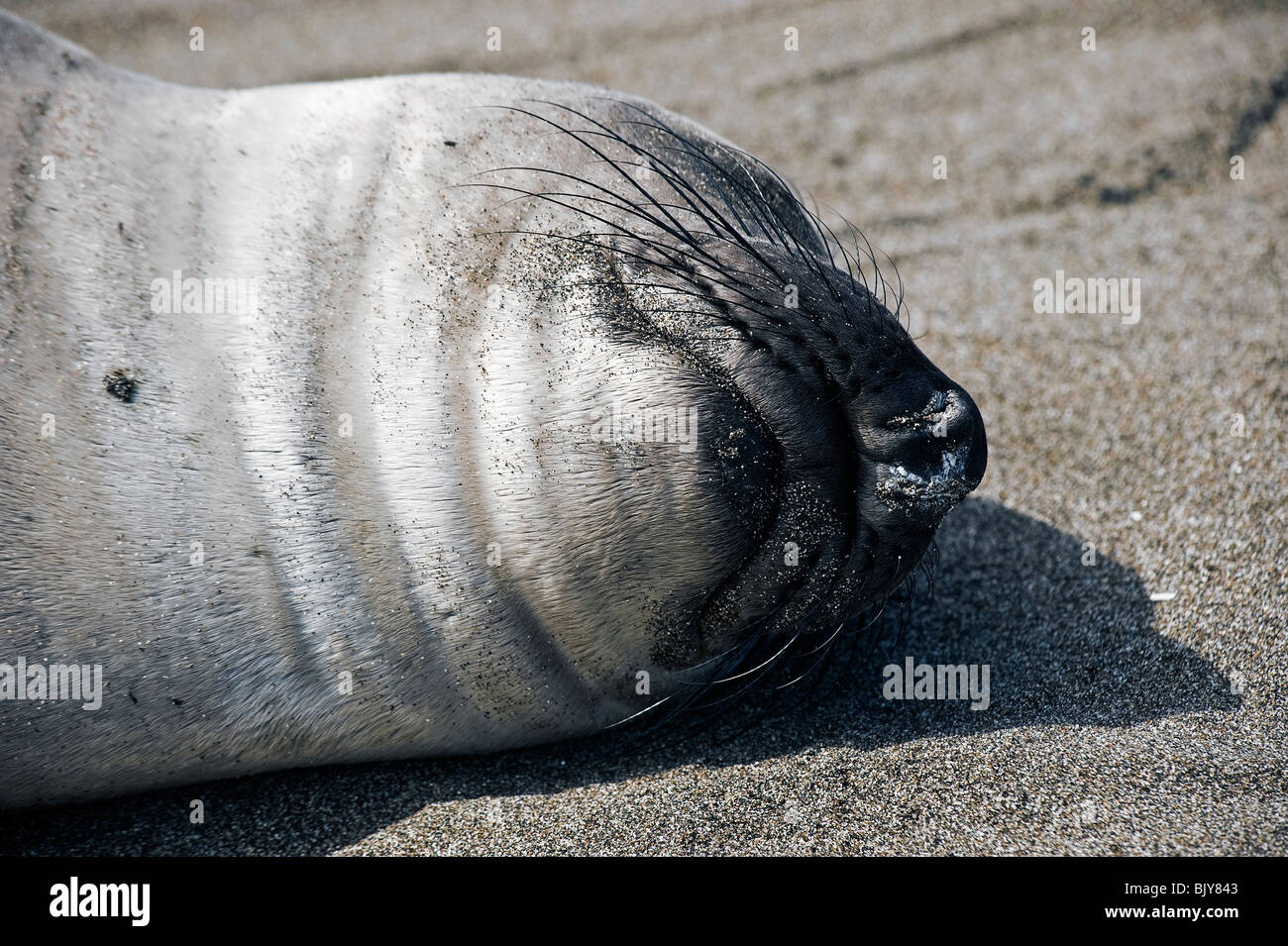 Northern Elephant Seal, mirounga angustirostris Stock Photo - Alamy