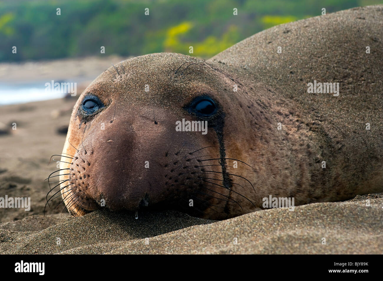 Northern elephant seal hi-res stock photography and images - Alamy