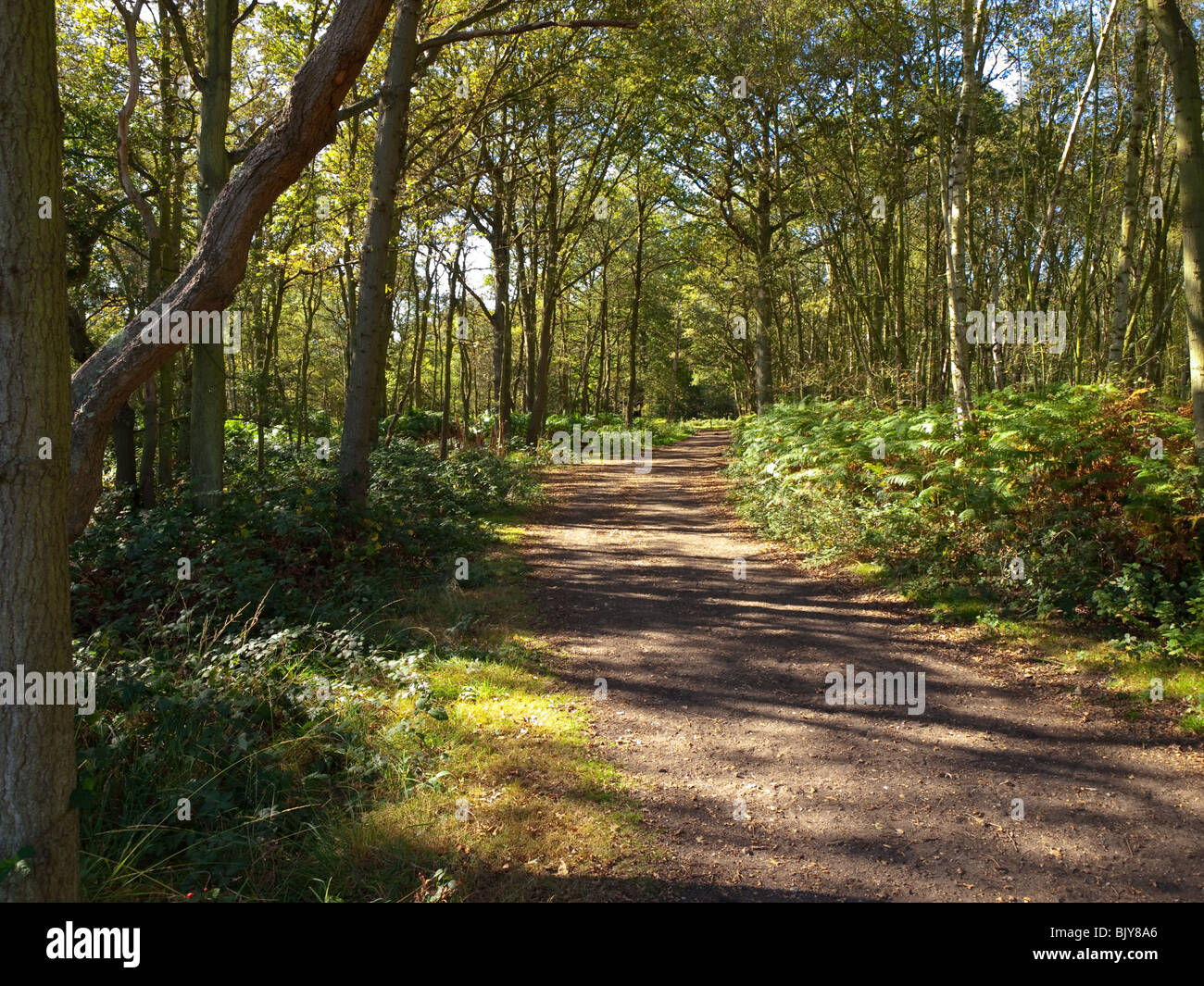 Bracken path hi-res stock photography and images - Alamy