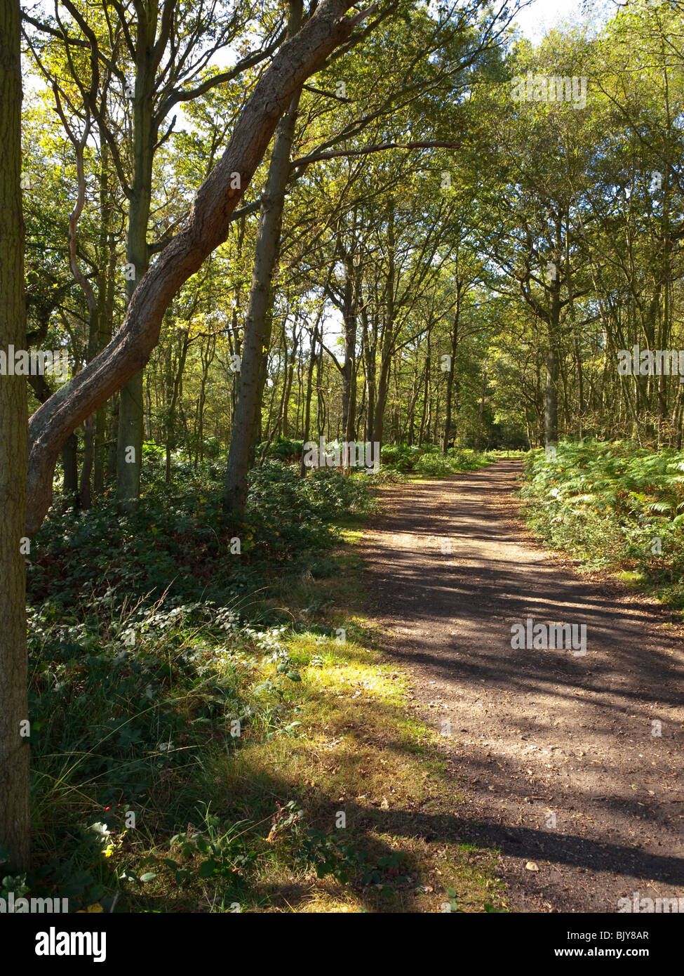 Wimbledon common hi-res stock photography and images - Alamy