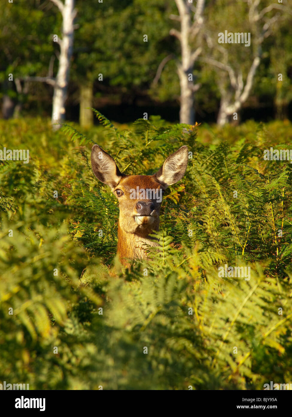 Startled deer, Richmond Park, London, England, UK Stock Photo - Alamy