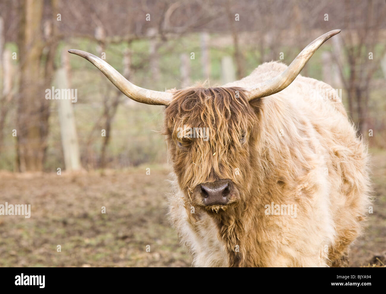 Kyloe cattle hi-res stock photography and images - Alamy