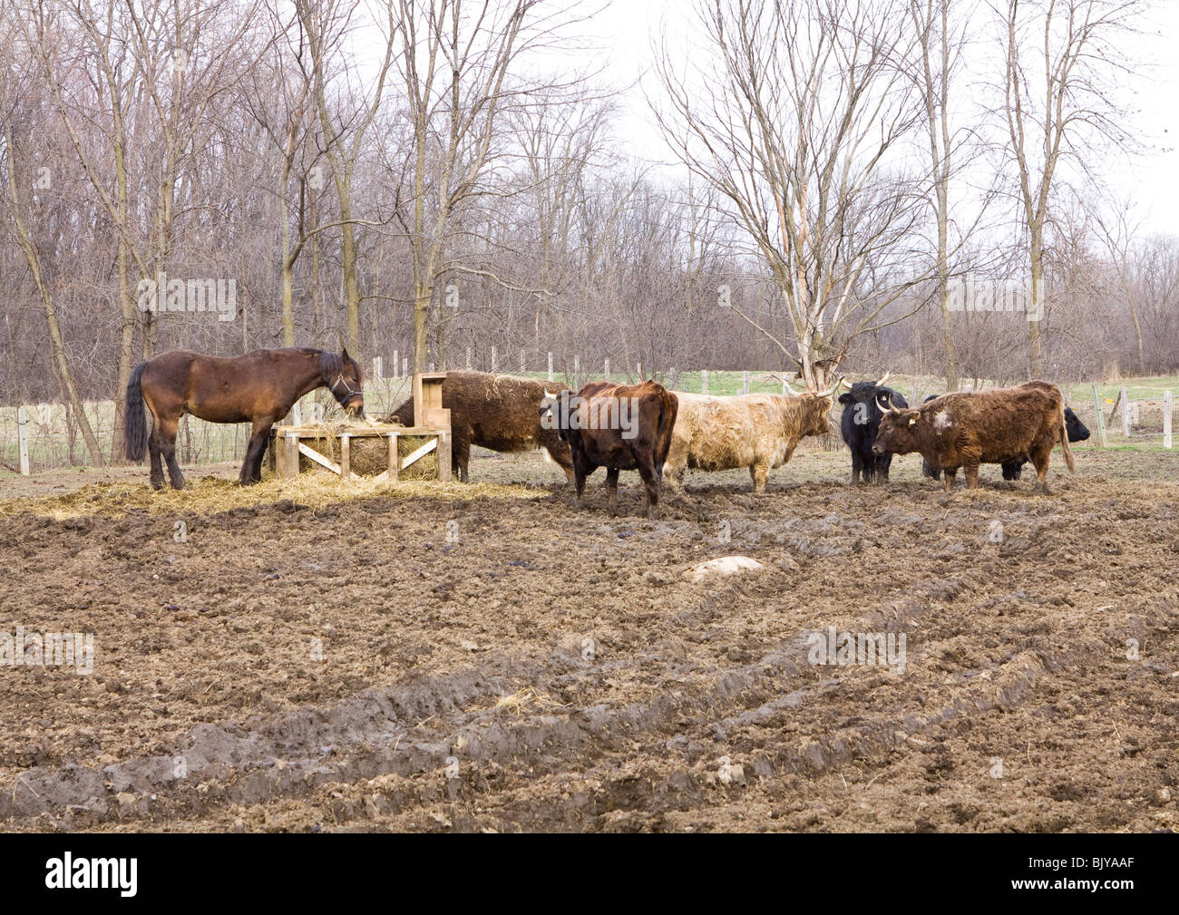 A brown horse and six cows ( cattles ), among them a Highland cattle or ...