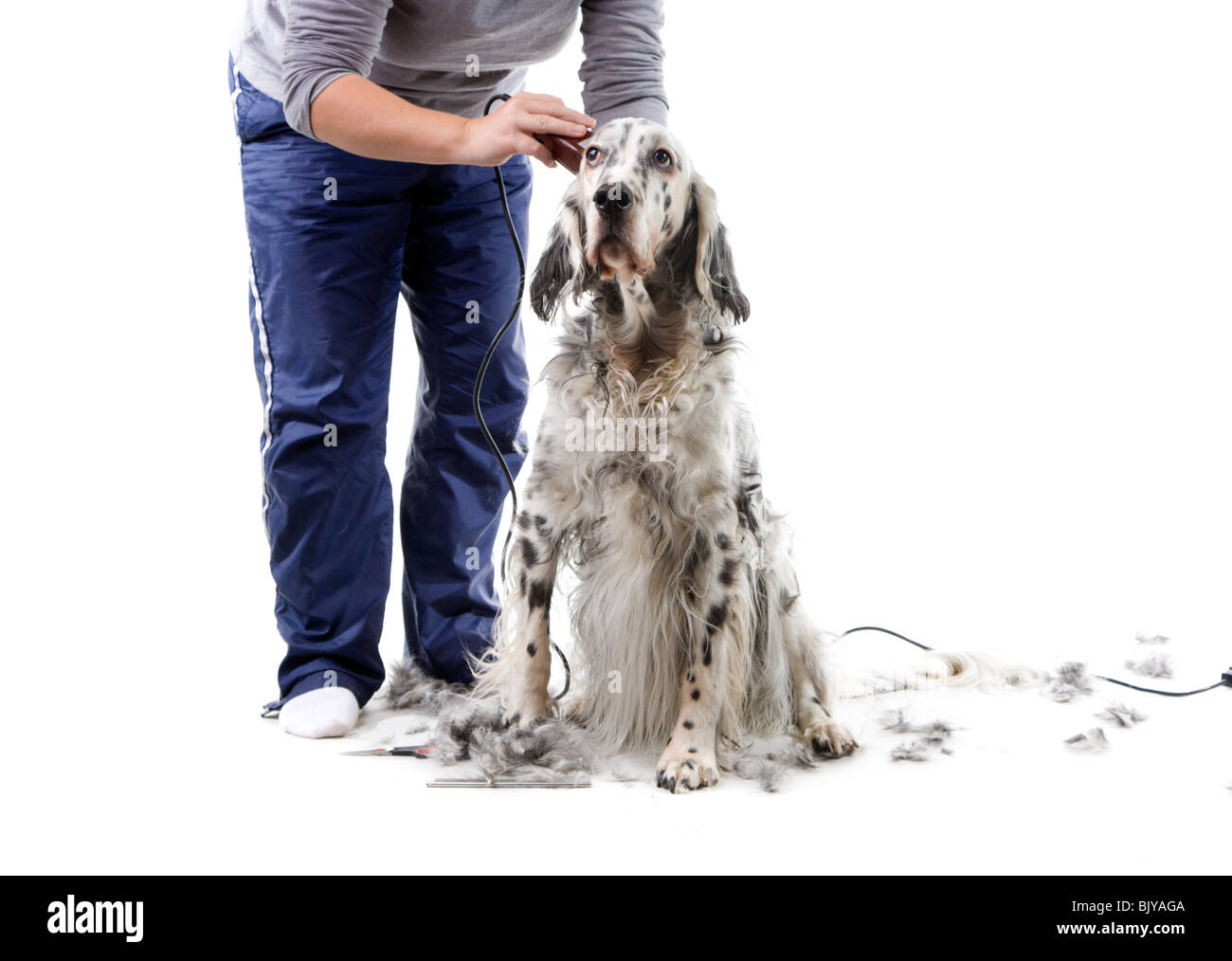 Dog grooming service hi-res stock photography and images - Alamy