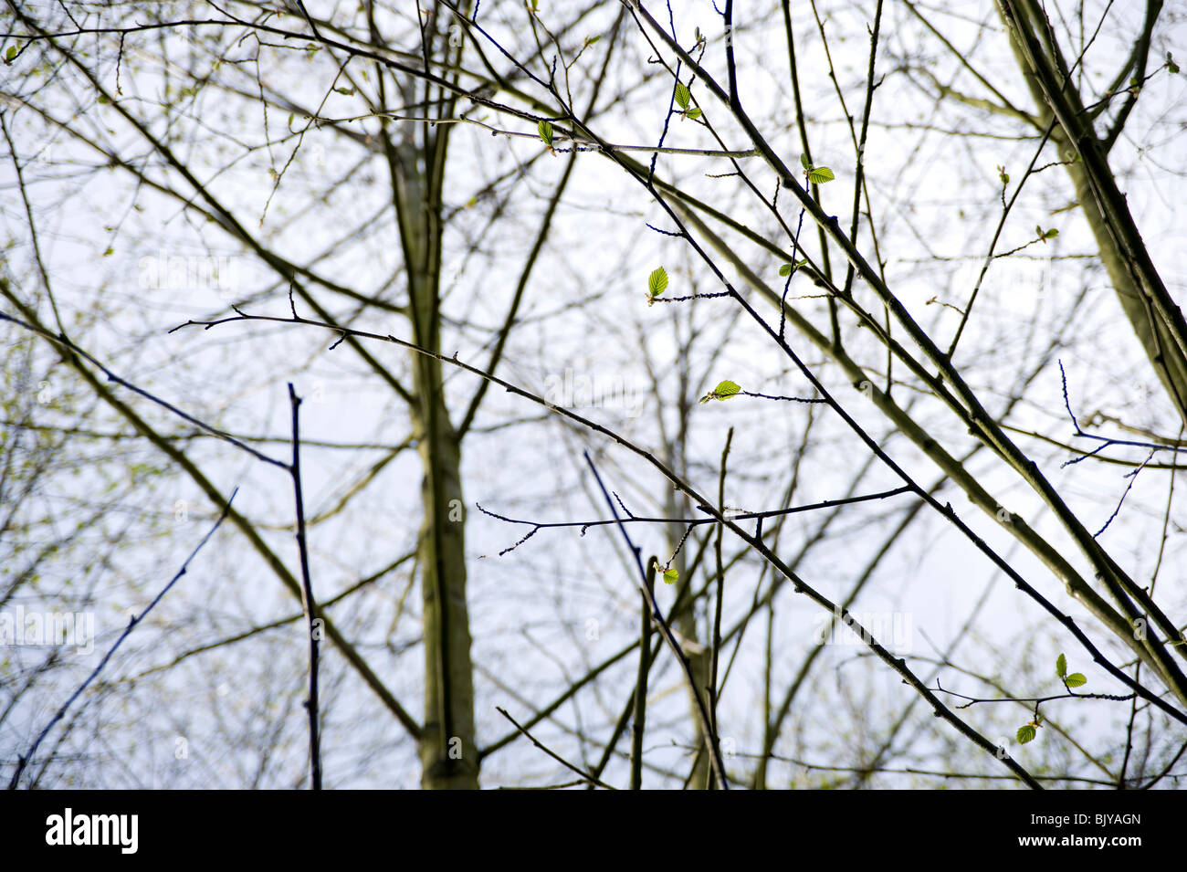 Red Alder Stock Photos & Red Alder Stock Images - Alamy