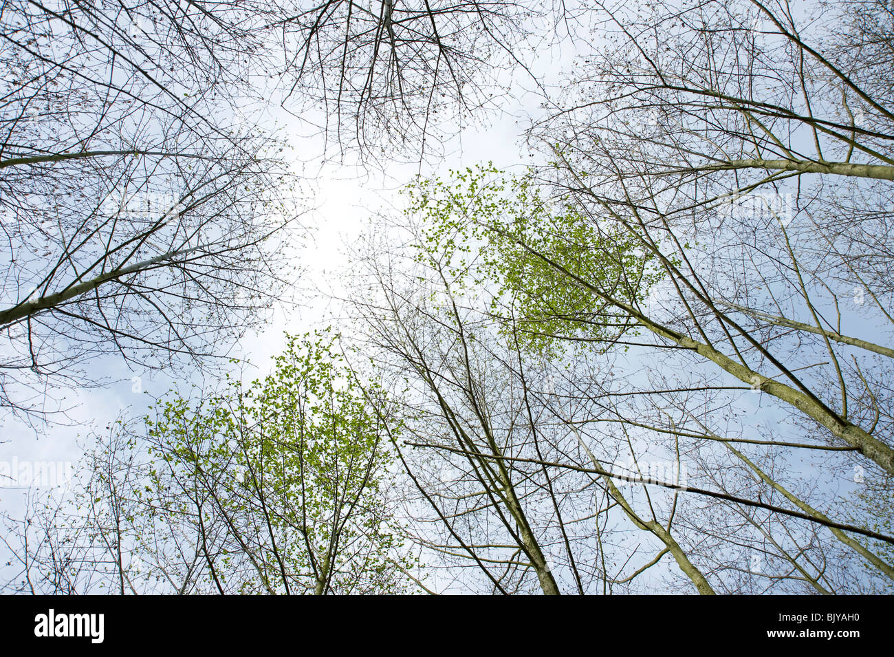 Red Alder trees spring leaf-out Stock Photo - Alamy