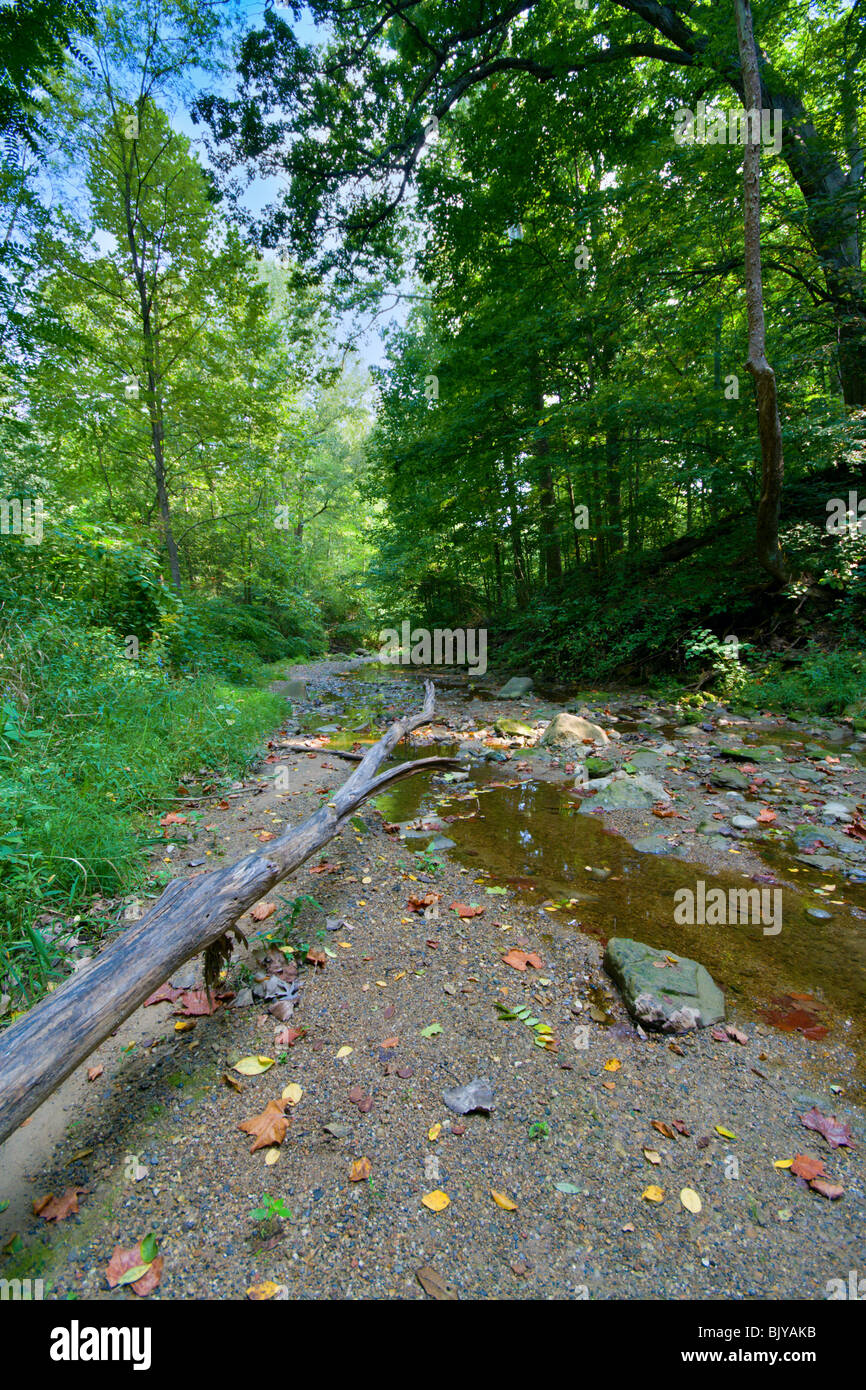 Creek in the forest hi-res stock photography and images - Alamy