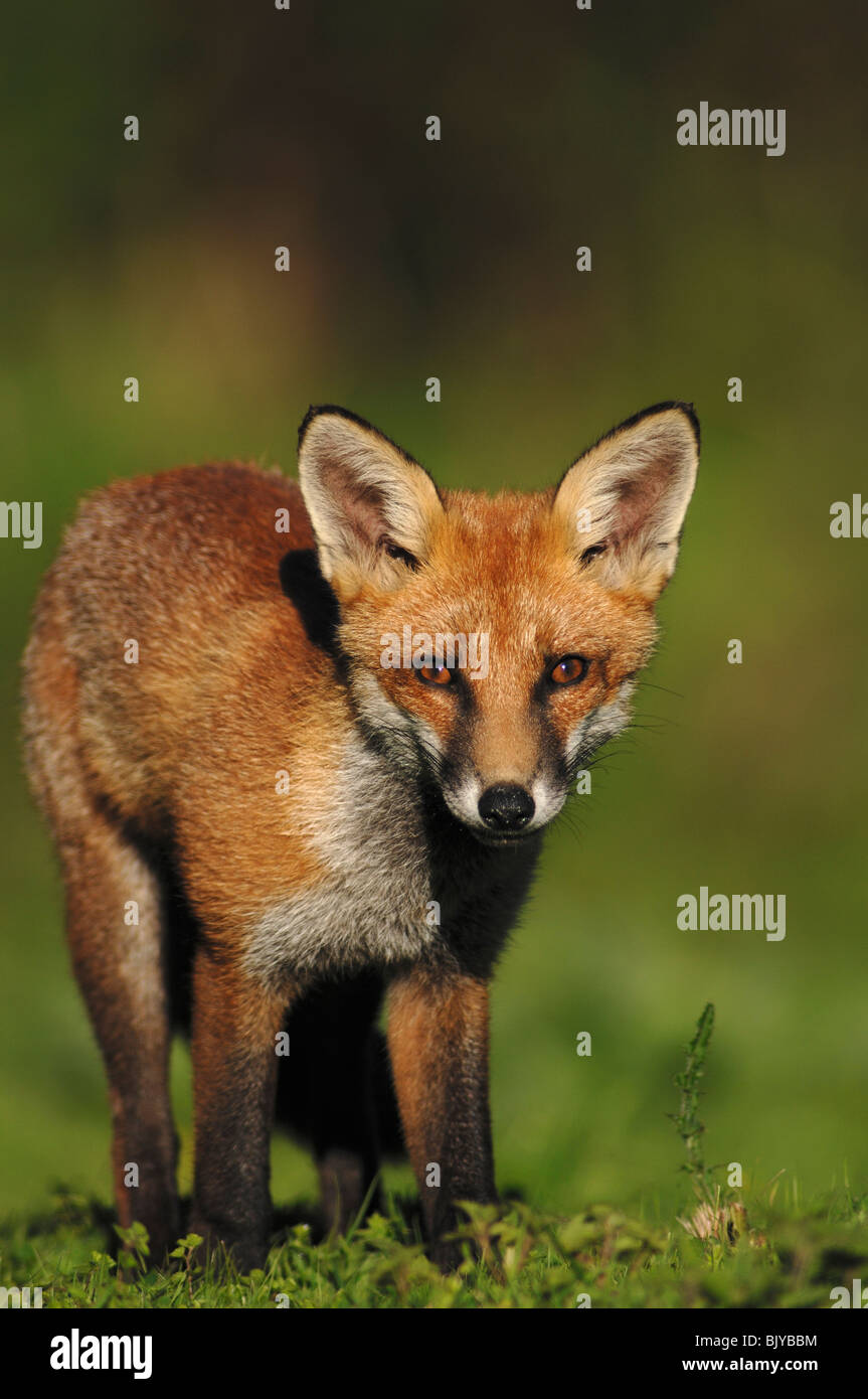 Fox cub hi-res stock photography and images - Alamy