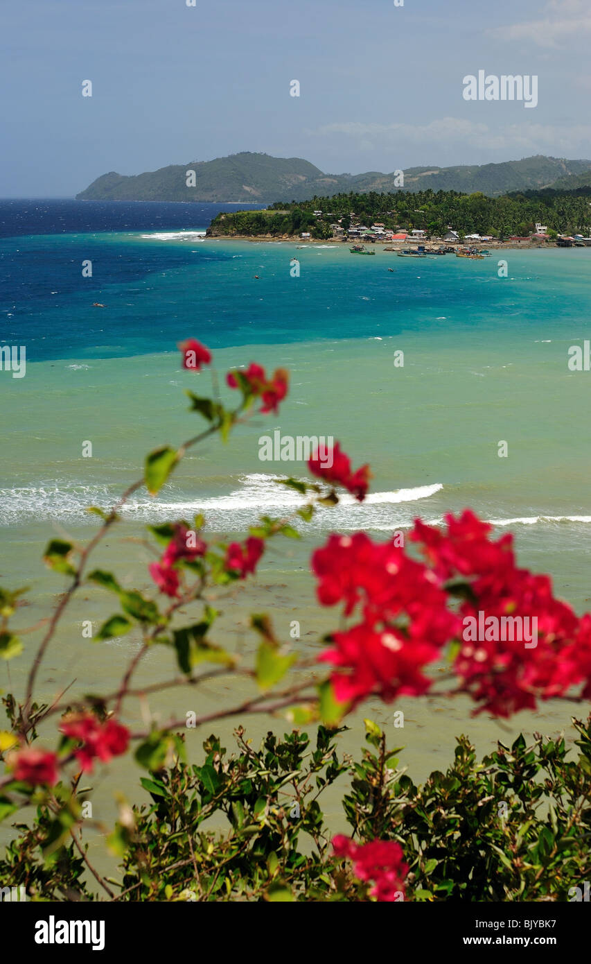 Bougainvillaea Barili Cebu Province Philippines Stock Photo - Alamy