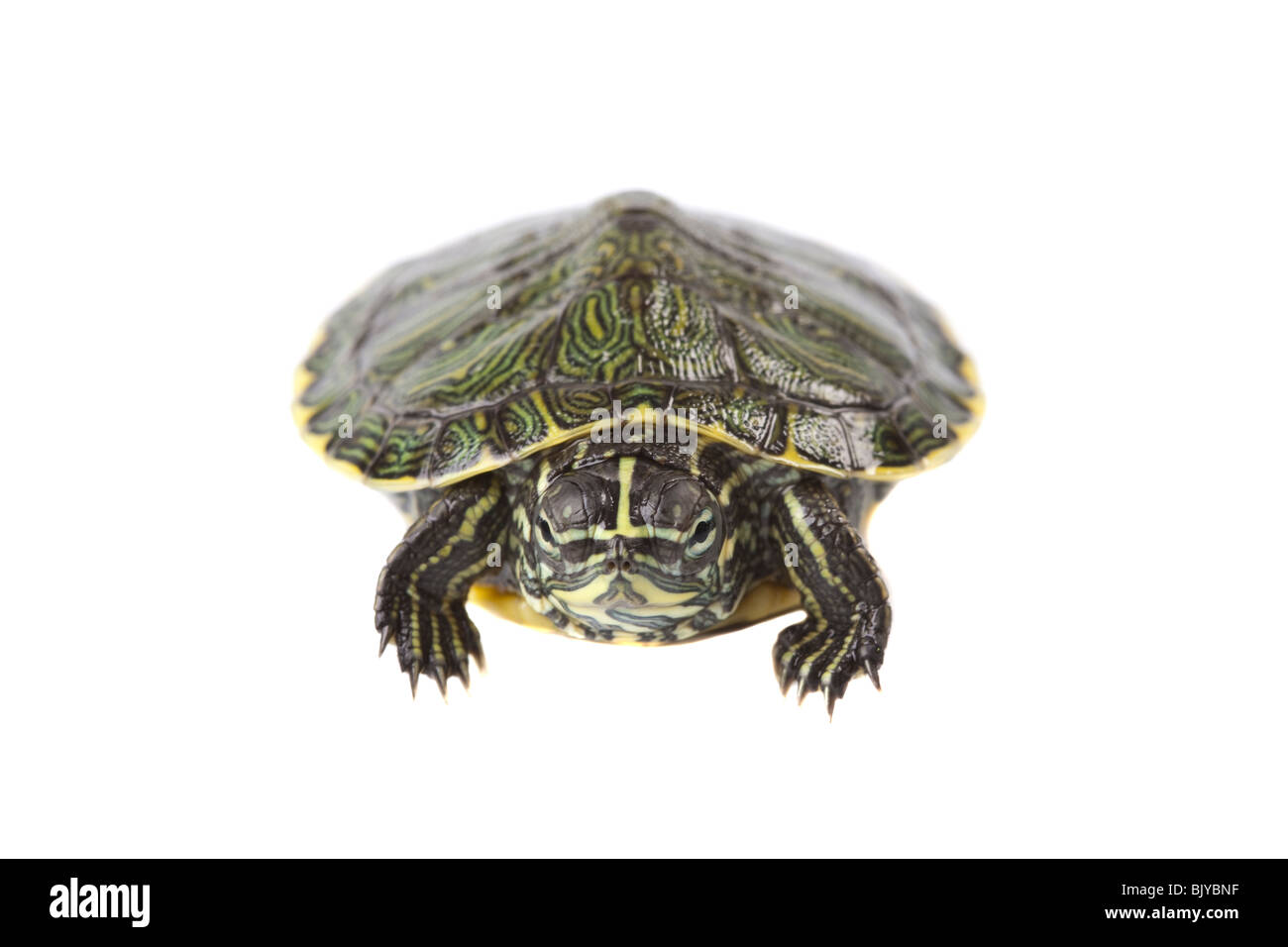 A photo of a turtle on a white background Stock Photo - Alamy