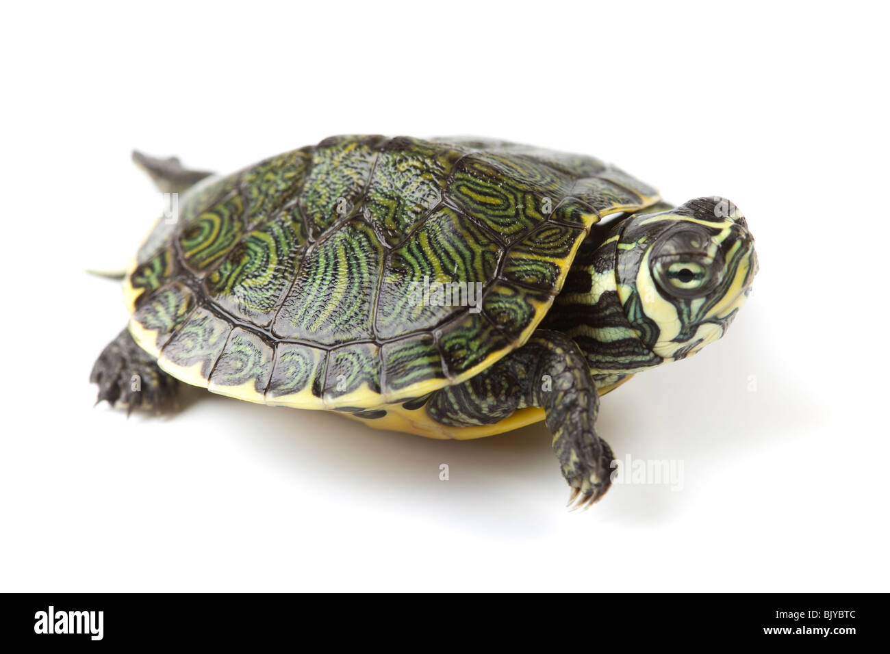 A photo of a turtle on a white background Stock Photo - Alamy