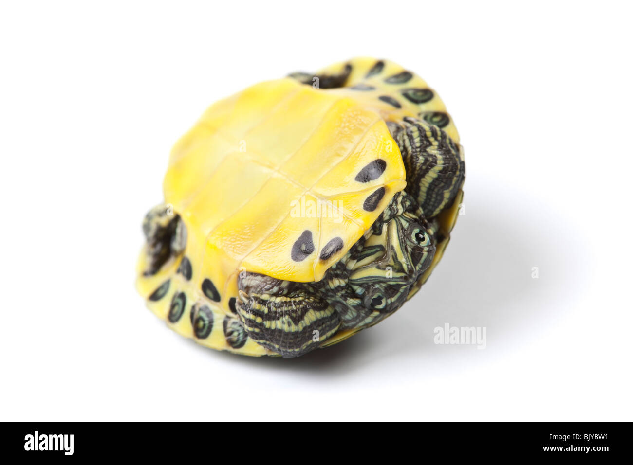 A photo of a turtle on a white background Stock Photo - Alamy