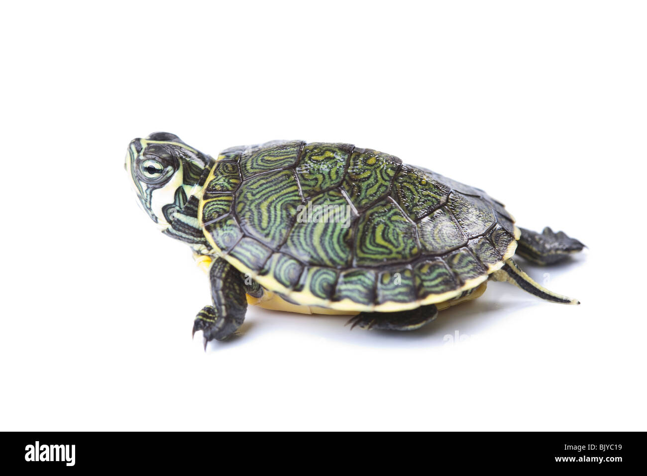 Turtle walking in front of a white background Stock Photo - Alamy